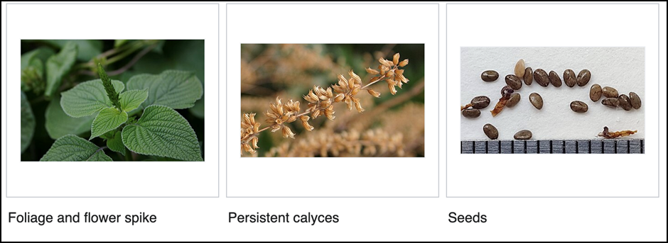 Pass Along Plants - Tarahumara Chia | National Garden Clubs